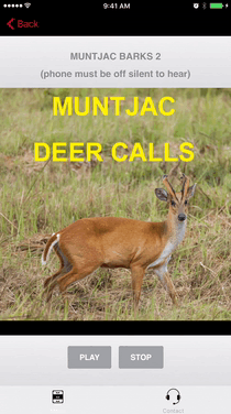 Muntjac Deer Calls Sounds for Big Game Hunting by GuideHunting L. L. C.