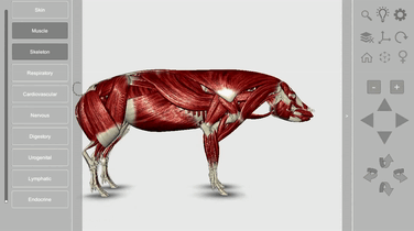 3D Pig Anatomy by biosphera.org